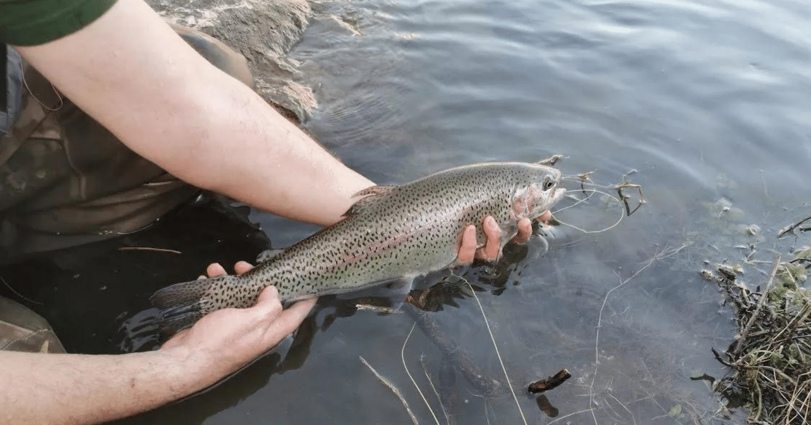 Forelvissen, wat heb je nodig? | Sportvisbrigade.nl