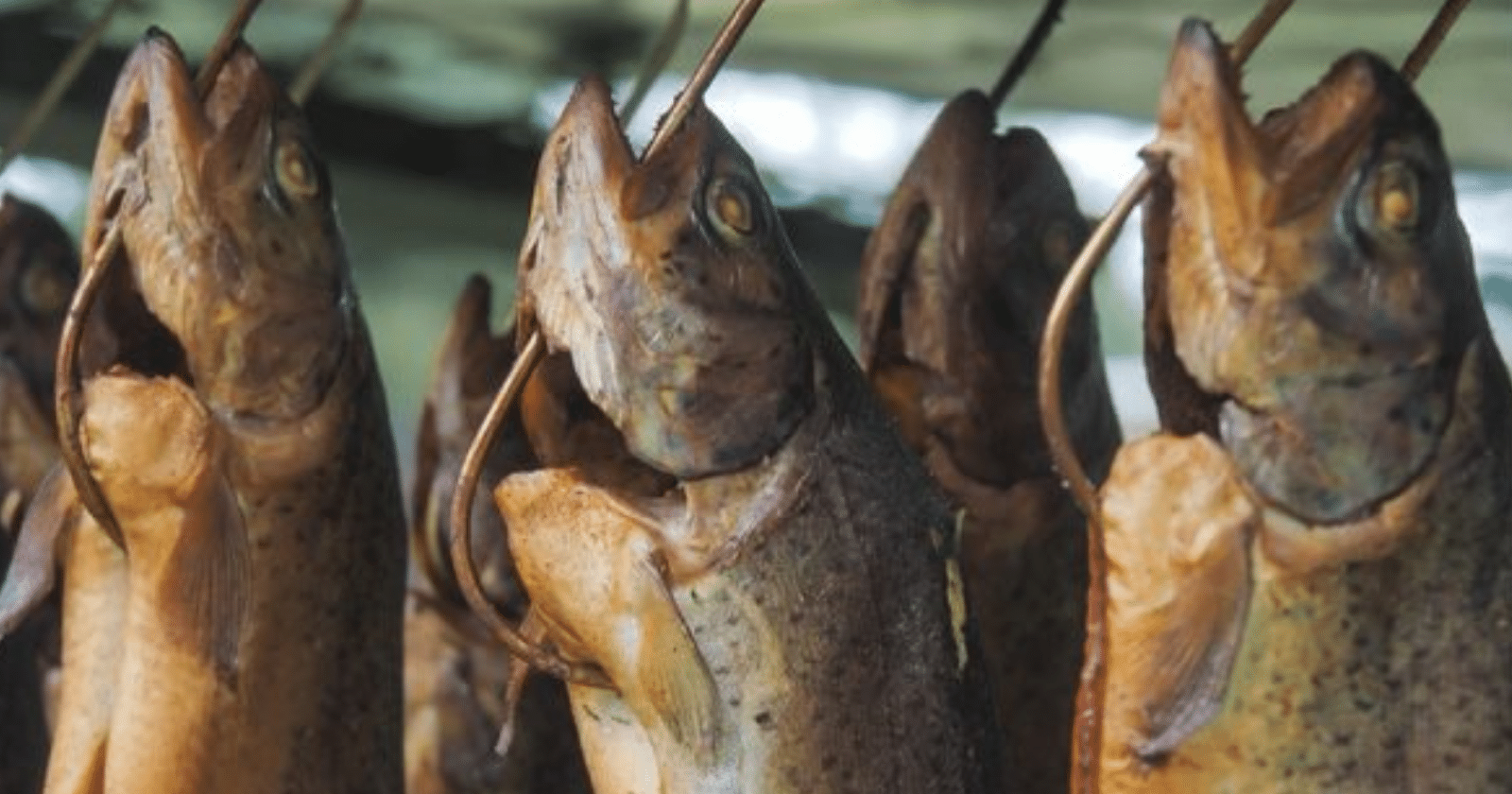 Hoe moet je zelf forel roken? | Sportvisbrigade geeft uitle